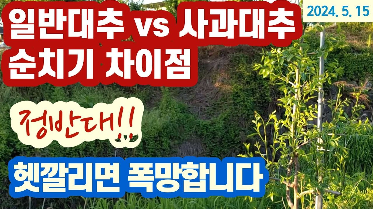 일반대추 사과대추 순치기 차이점 Youtube