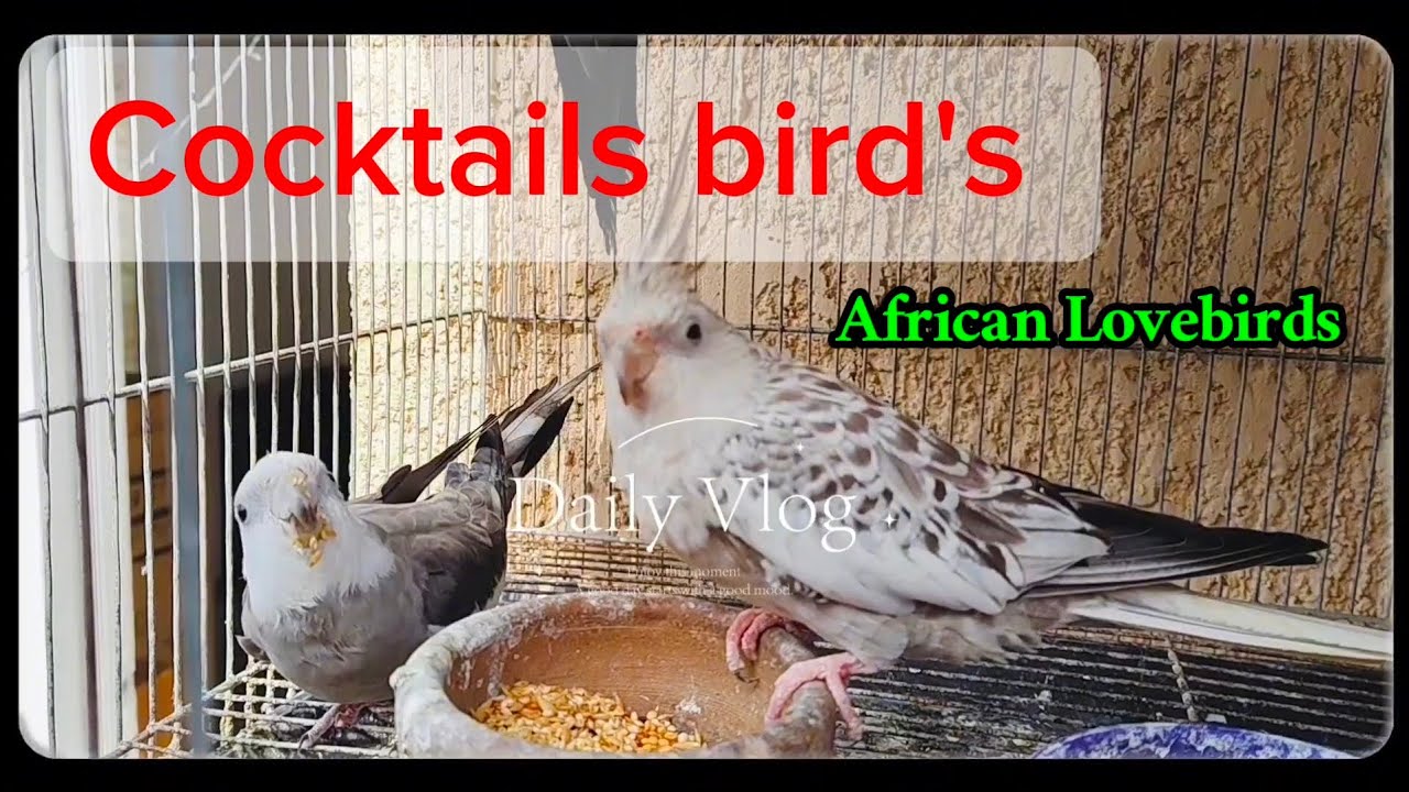 Cocktails bird's ll African Lovebirds 🦜🦜 #bkvlogs #Birds new video 🦜🦜 ...