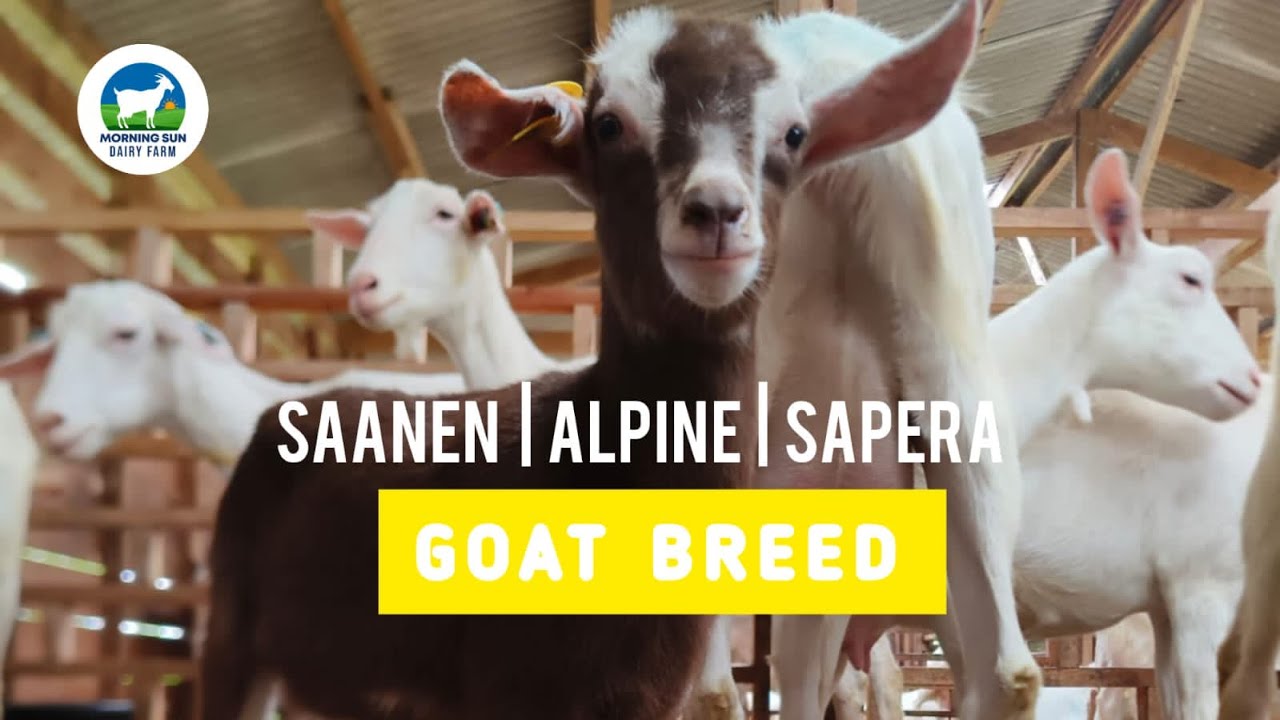 #132 - MS. GOFARM | SAANEN, ALPINE AND SAPERA GOAT BREED - YouTube