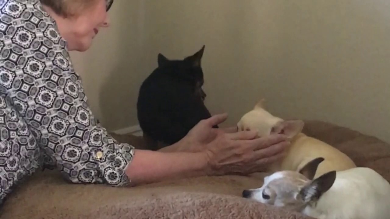 First Animal Session - YouTube