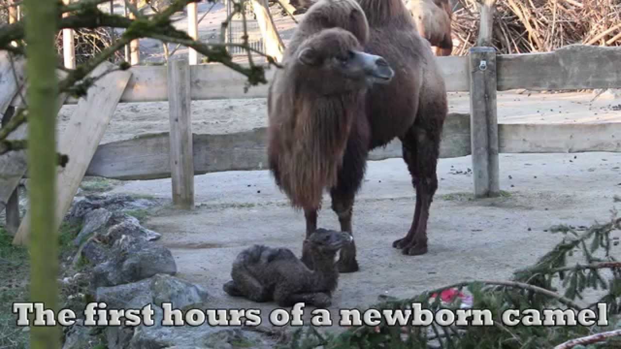 The first hours of a new born camel - YouTube