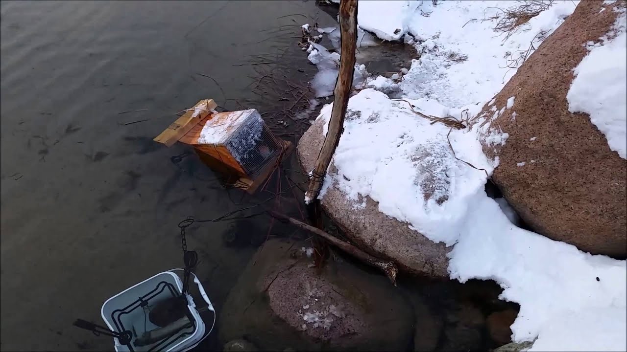 Floating Mink Box, Otter Bucket Set, And An Update - YouTube