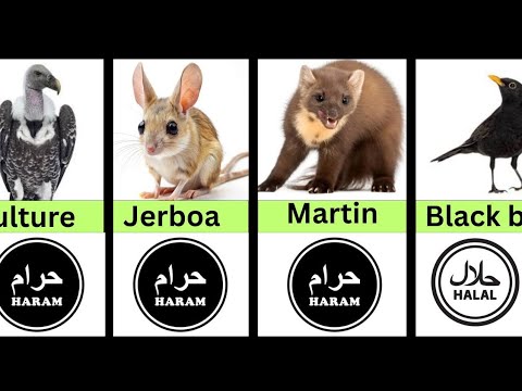 Halal And Haram Animal meat on Islam ep 4
