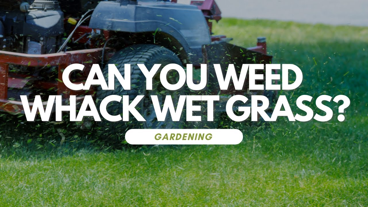 Can You Weed Whack Wet Grass? - YouTube