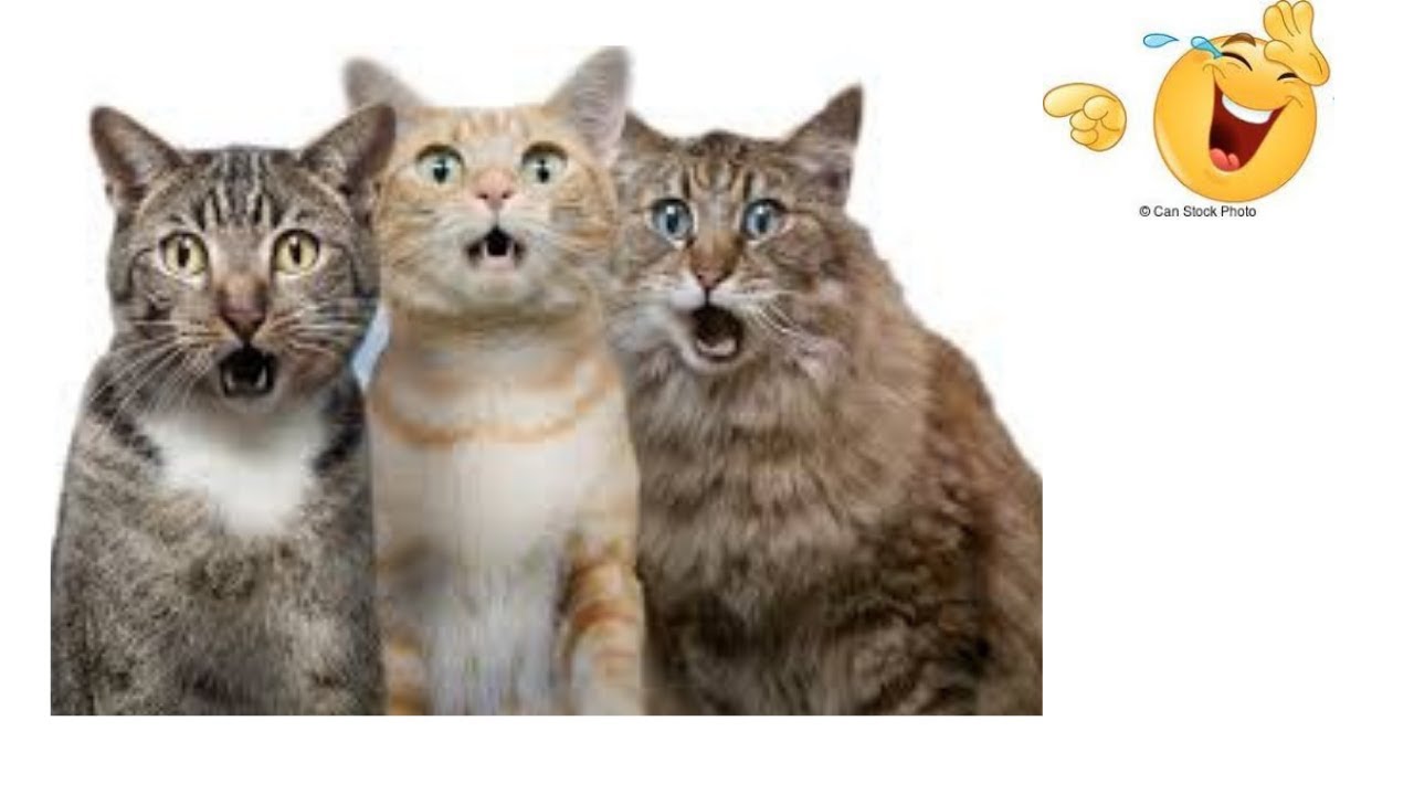 QUAND ON RIGOLE!!! BEST OF VIDEO DE CHATS DROLES YouTube - YouTube