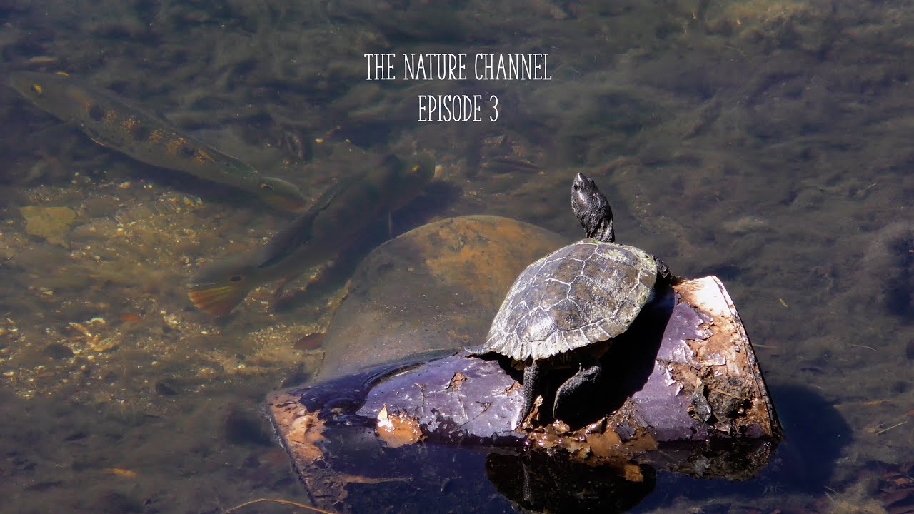 The Nature Channel Episode 3 - YouTube