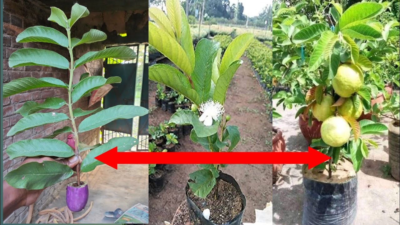 Simple method propagate guava tree with brinjal / how to grow at home ...