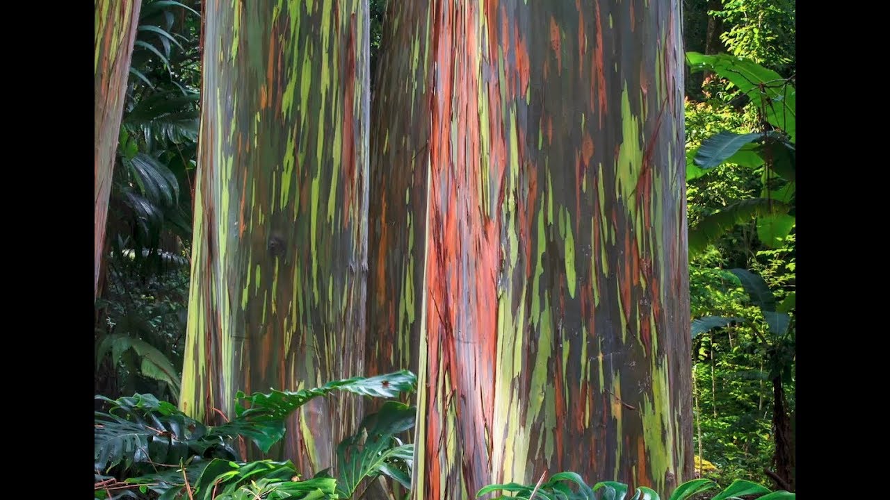 These Eucalyptus Trees are Coated in the Most Magical Rainbow Bark ...