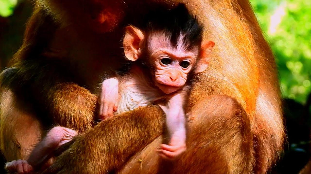 The cutest baby in real life of the baby monkey in Angkor National Park ...