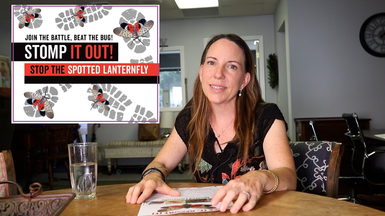 Home Sweet Home: The Spotted Lantern Fly Invasion - YouTube