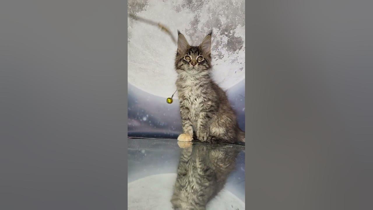 Alisa Black Tortoise Blotched Tabby Maine Coon Female Kitten Available Now Purebred Kitties