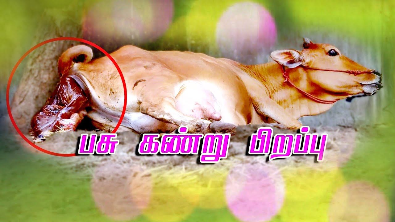 new baby cow birth /little baby cow birth - YouTube