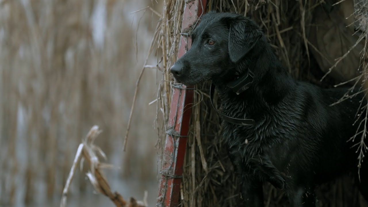 A Remington Tribute to Dogs - YouTube
