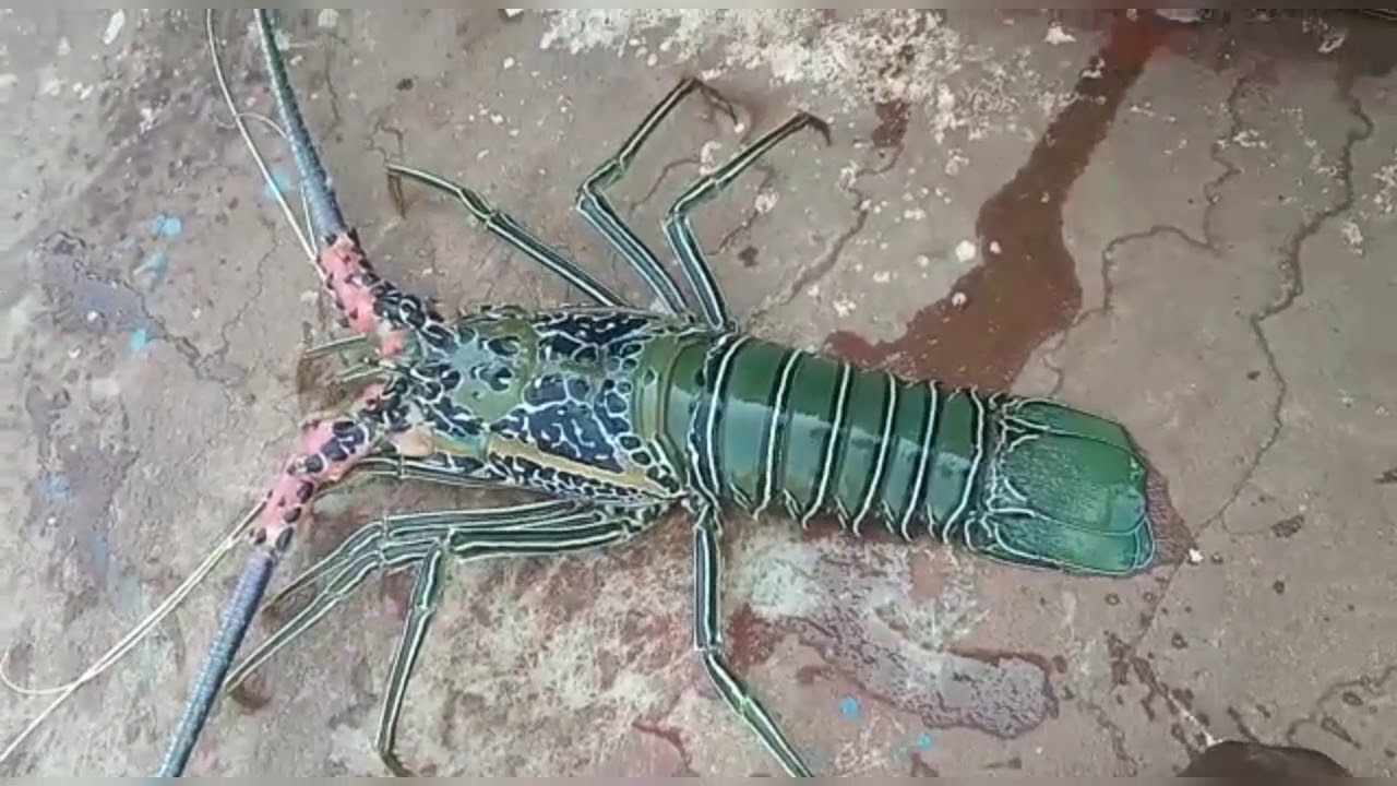 Lobster fish found in Goa Beach 4 March 2019 - YouTube