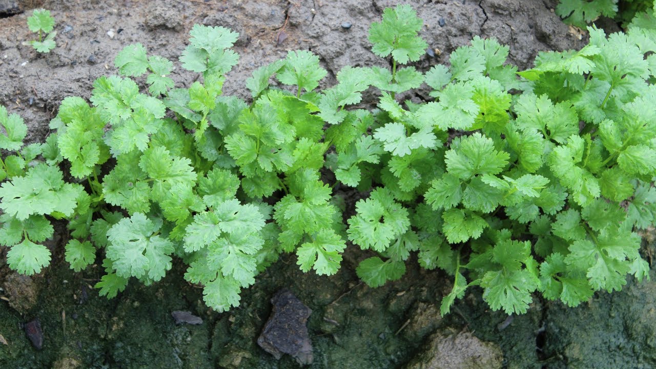 Cómo se Siembra el Cilantro - YouTube