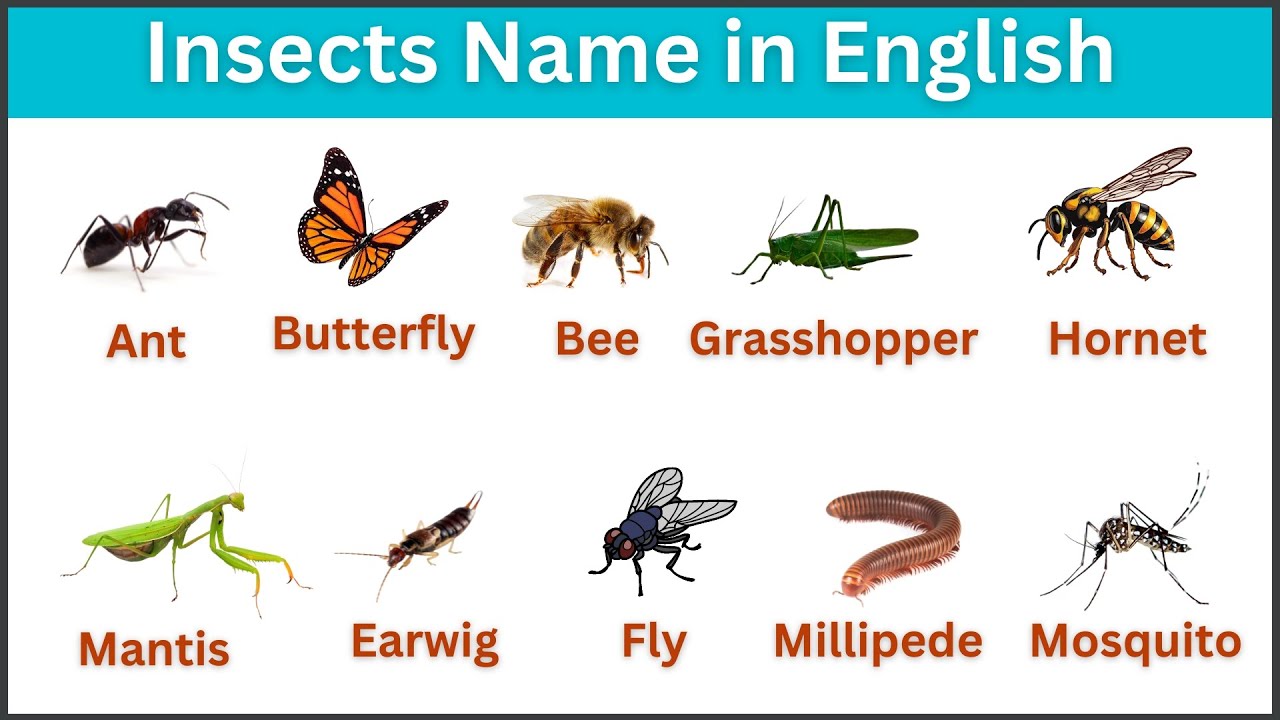 Insects vocabulary | Insects name in English | Insects for kids | # ...