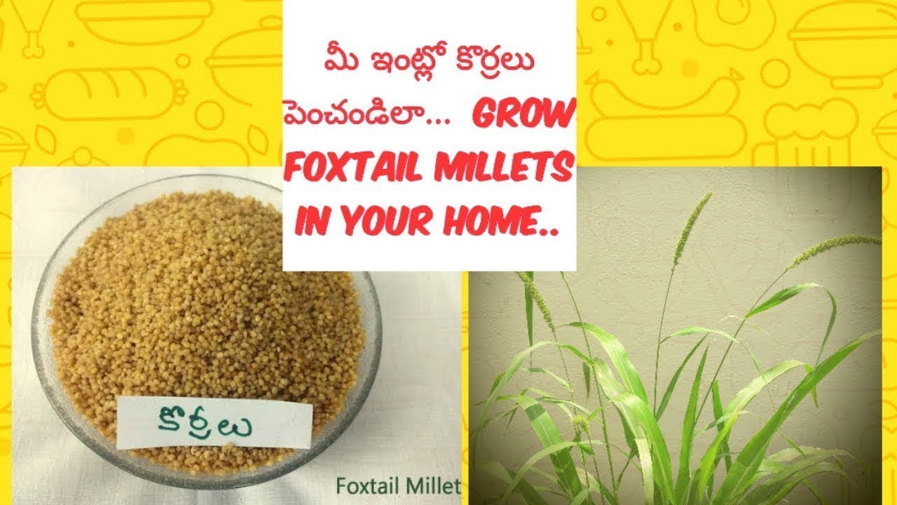 Foxtail millet how to grow(korralu) - YouTube