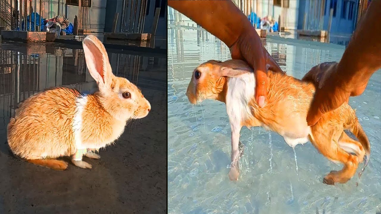 CUTE Banny Rabbit Takes a Bath - YouTube
