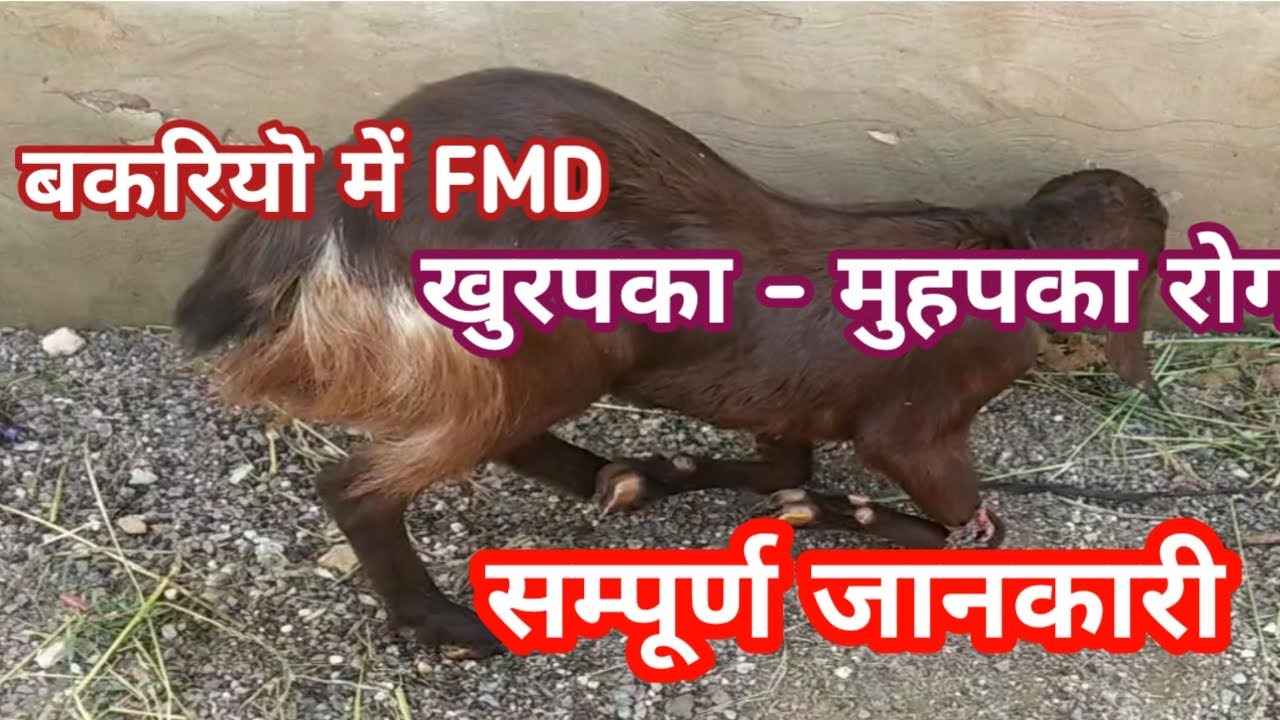 F M D in Goat !! FMD Symptms !! - YouTube