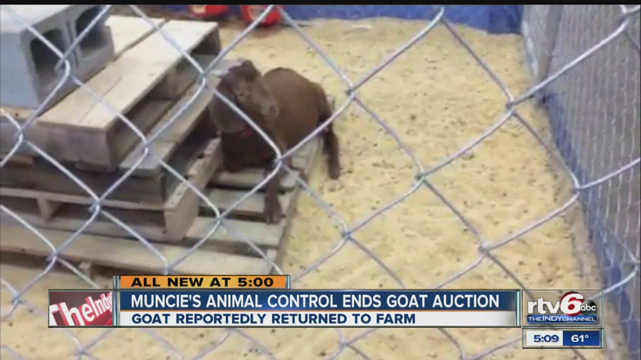 Goat raffle has b-a-a-d outcome for farm store - YouTube
