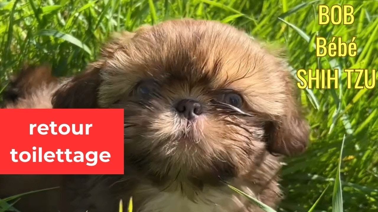 BOB Bébé shih tzu devient BOB le grand - YouTube