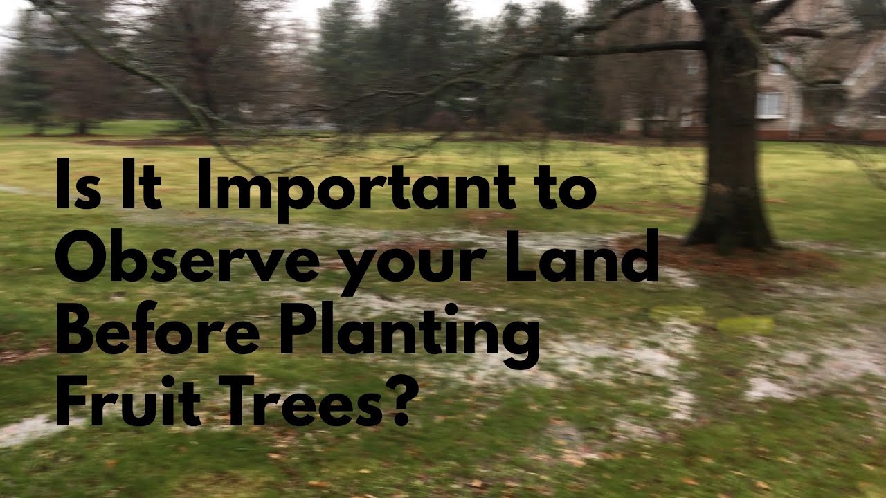 Why You Should Observe the Land before Planting Trees - YouTube