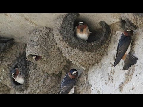 Amazing Mud Nests Build by Birds | Birds Architecture | Cliff Swallows ...