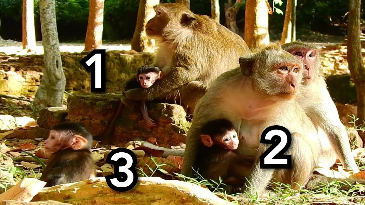 Wow Best Time For 3 New Born Monkey In Group Amber Meet To Feed Milk ...