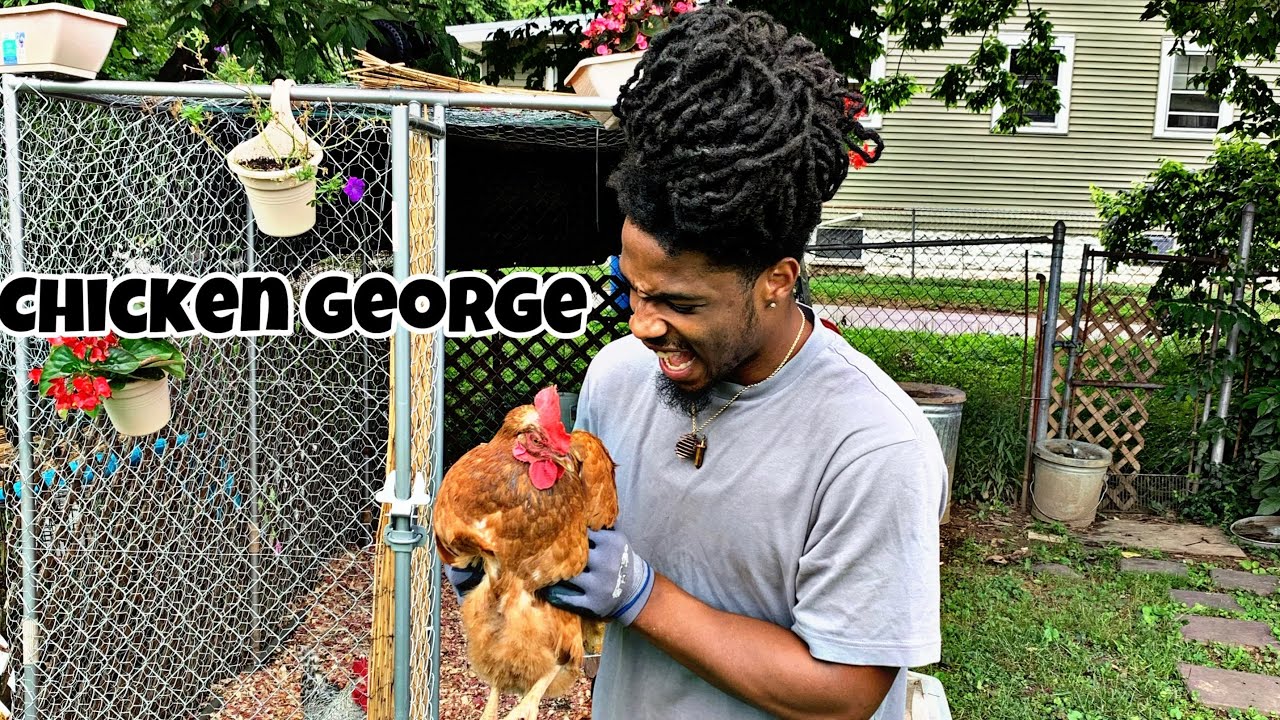 HOOD CHICKEN GONE WILD🐓😱 - YouTube
