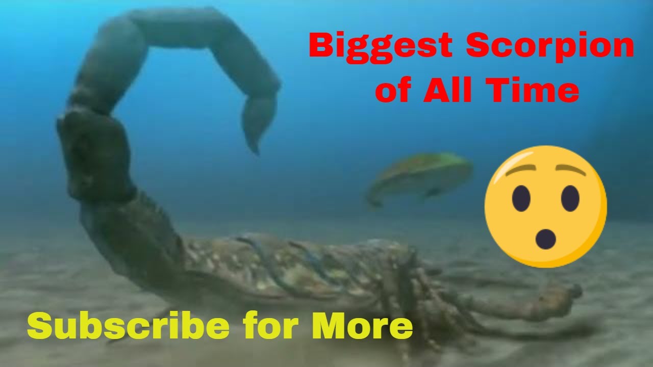 Giant Scorpions | Walking with Monsters Pterygotus ambushes ...