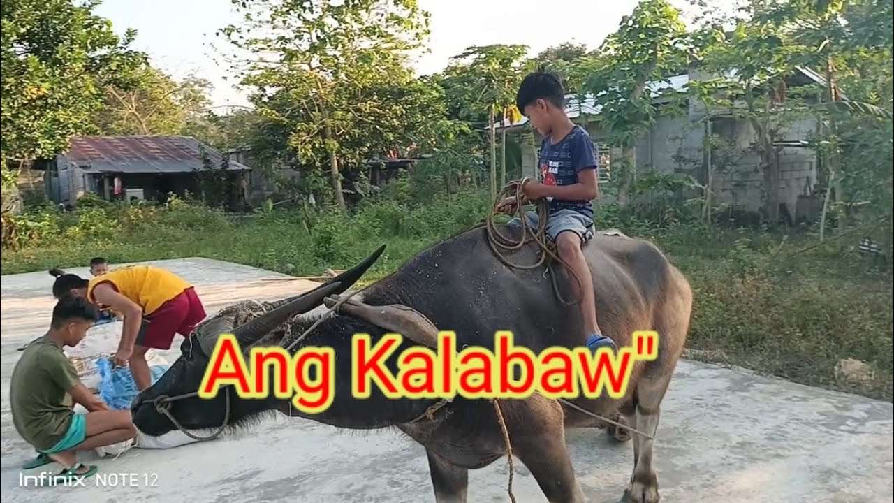 Ang Kalabaw" - YouTube