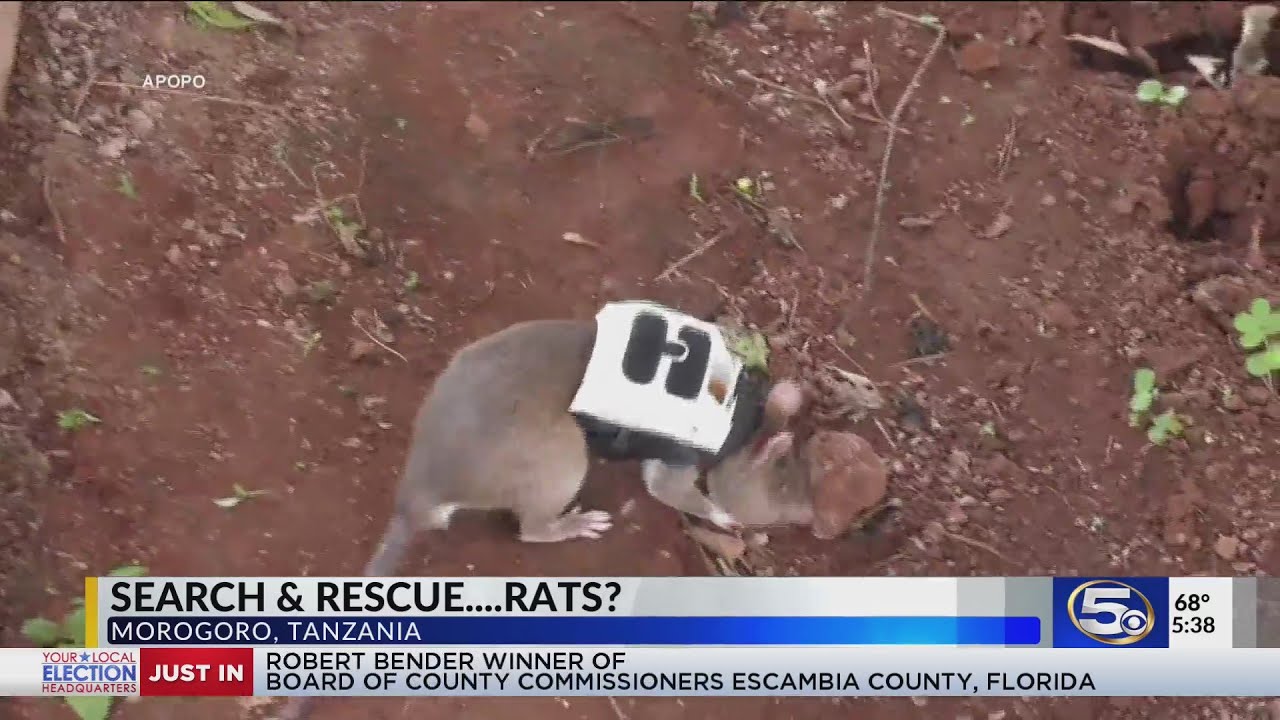 Search and rescue rats - YouTube