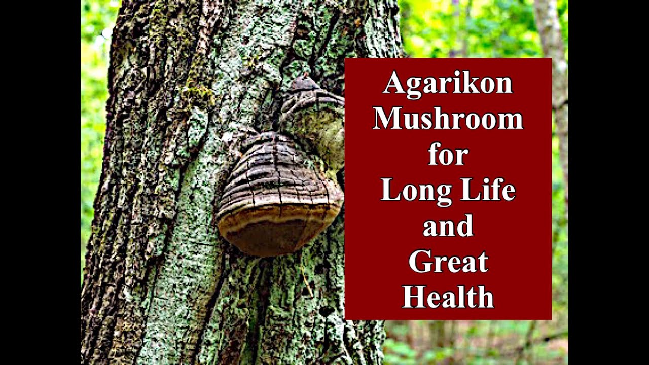 Agarikon Mushroom for Long-life and Great Health - YouTube
