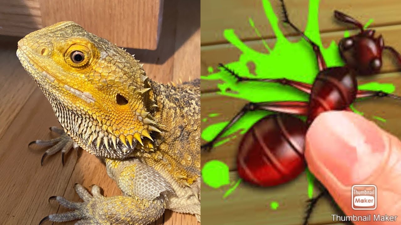 Bearded Dragon Plays Bug Smasher Game! - YouTube