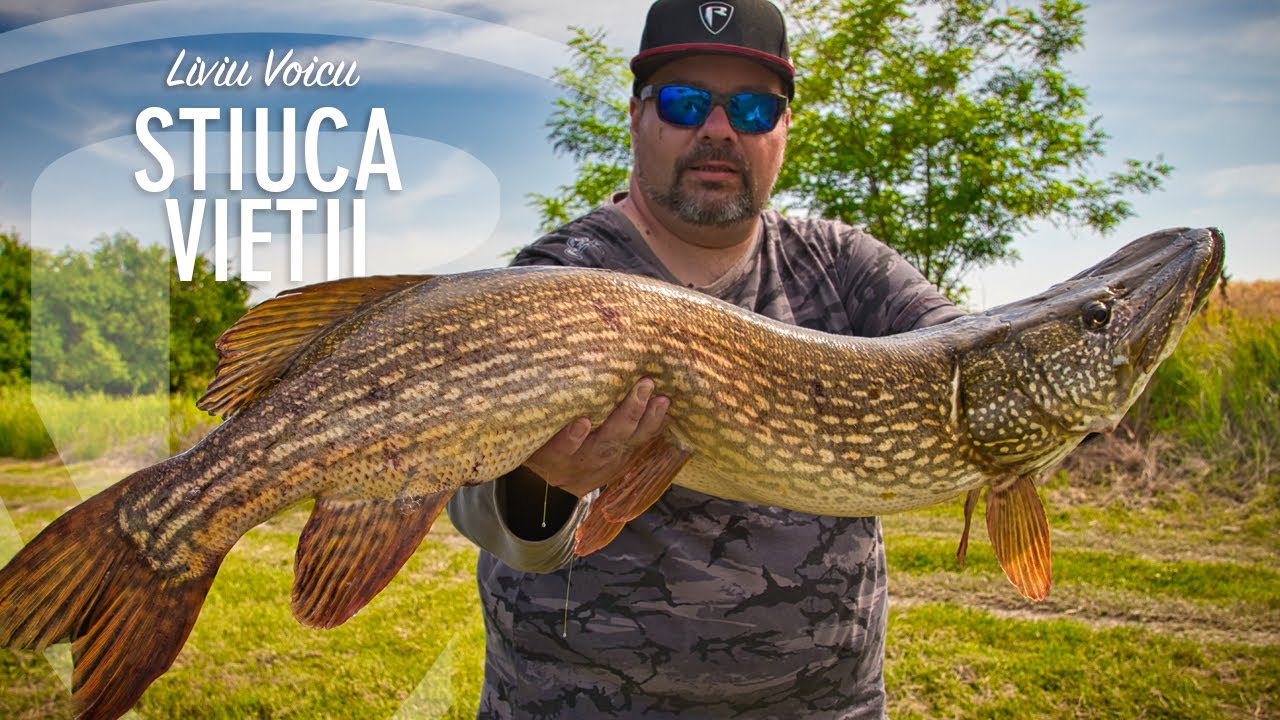 Stiuca Vietii - Tehnica de pescuit la stiuca de pe mal - Balta Creata 1 ...