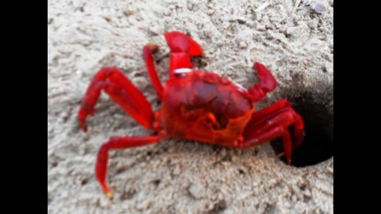 Rare Red Crab on Sea beach.....!!!! - YouTube