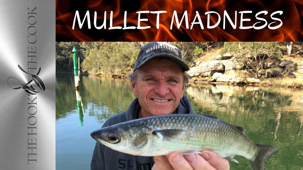 MULLET MADNESS | Fun fish to catch learn how. - YouTube