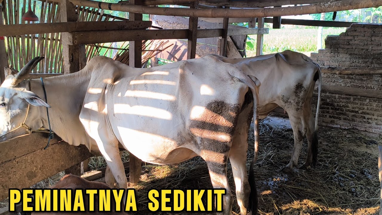 Mengapa Sapi PO sudah jarang di ternak dan di minati? - YouTube