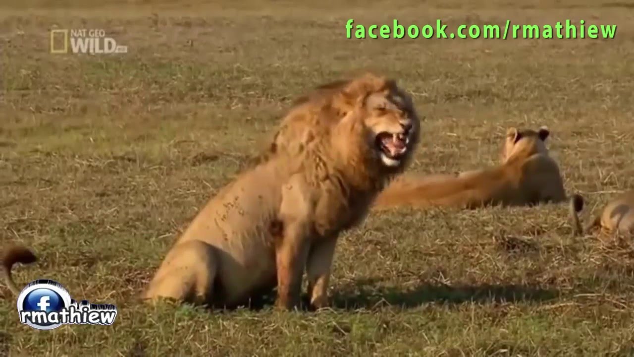 León de la Liga llorando - YouTube