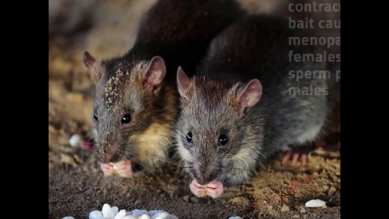 Rat contraceptives in New York - YouTube