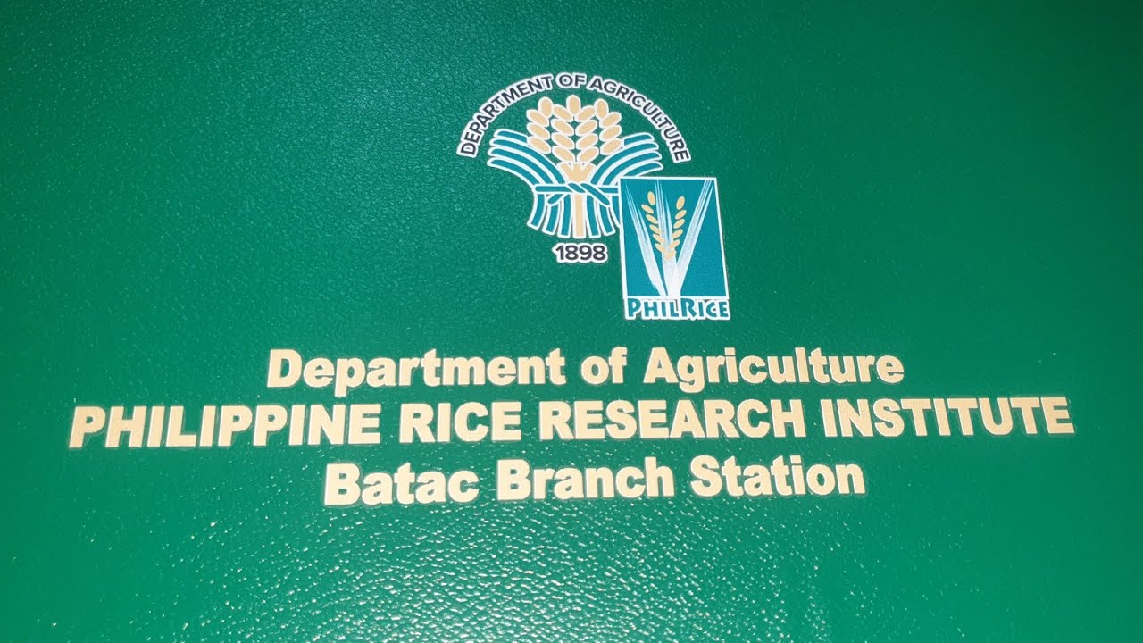 Philippine Rice Research Institute - Batac City - YouTube