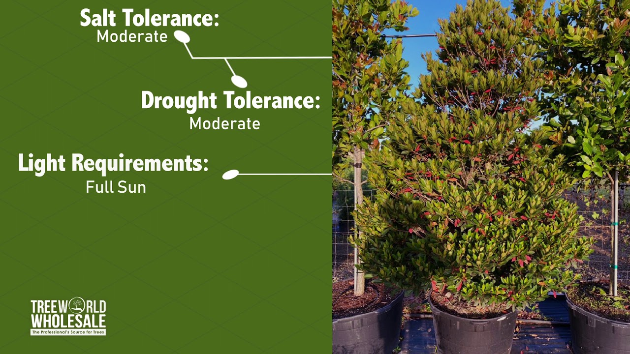 Japanese Blueberry Tree Problems