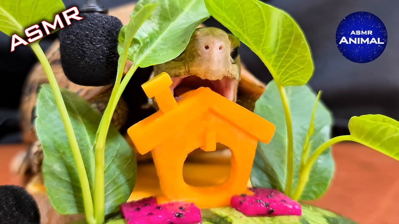 ASMR Turtle Tortoise Eating a House 🐢55 | Animal ASMR - YouTube