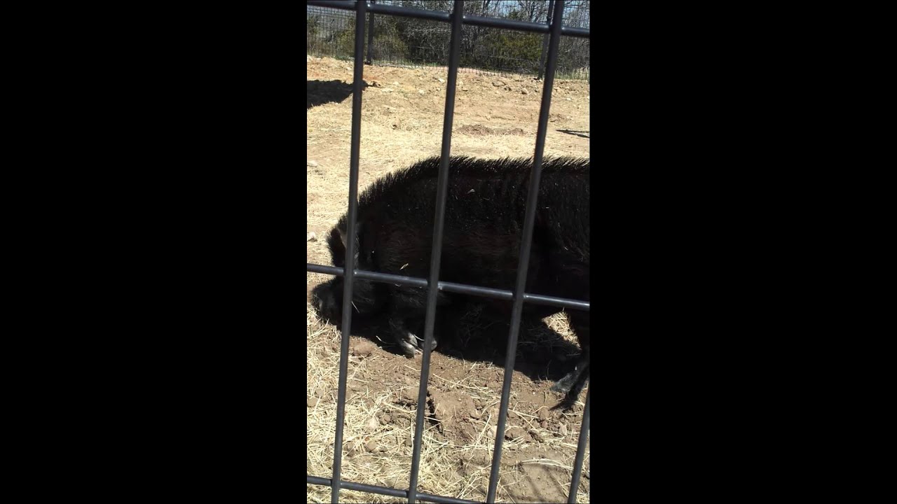 Pig farts - YouTube