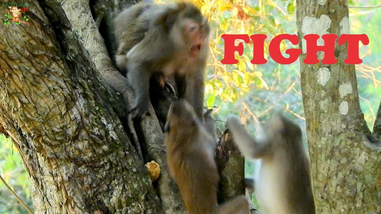 MONKEY FIGHTING EACH OTHER , WHAT MATTE ON DIAMOND & SPRING TILL ATTACK ...
