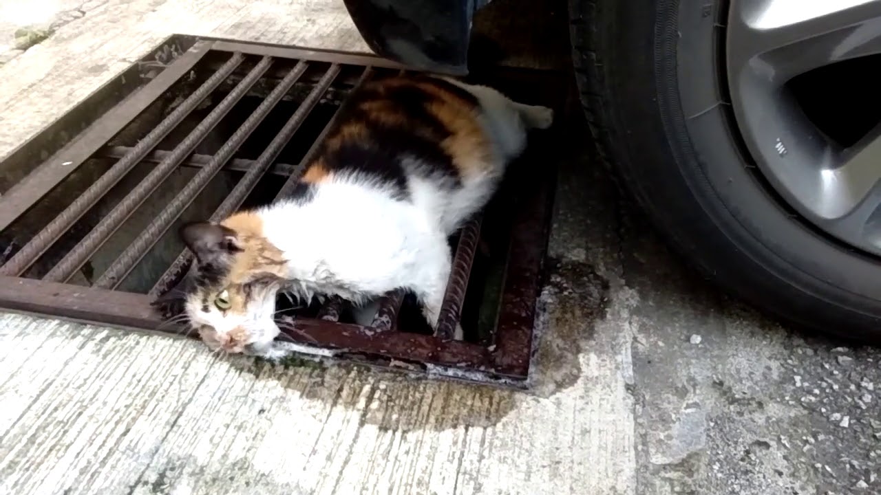 Kesian ibu kucing mati - YouTube