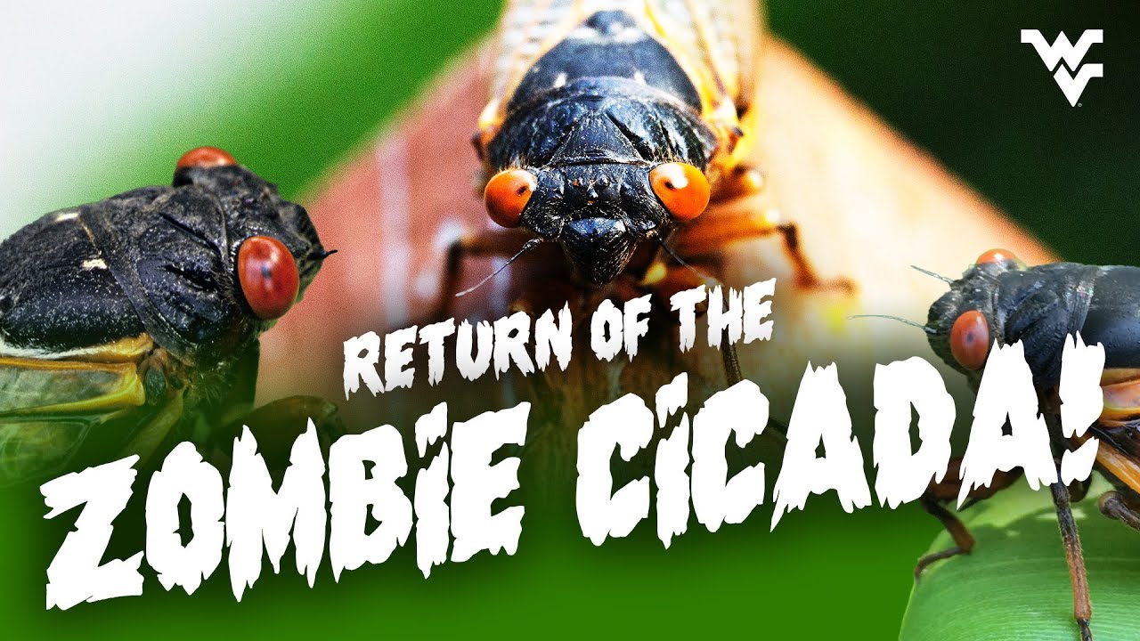RETURN OF THE ZOMBIE CICADAS!! 😱 - YouTube