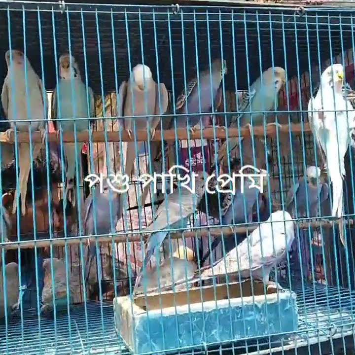 পশু পাখি লাভার #arabicmusic #birds #kobutor #pigeon #kobutorer - YouTube
