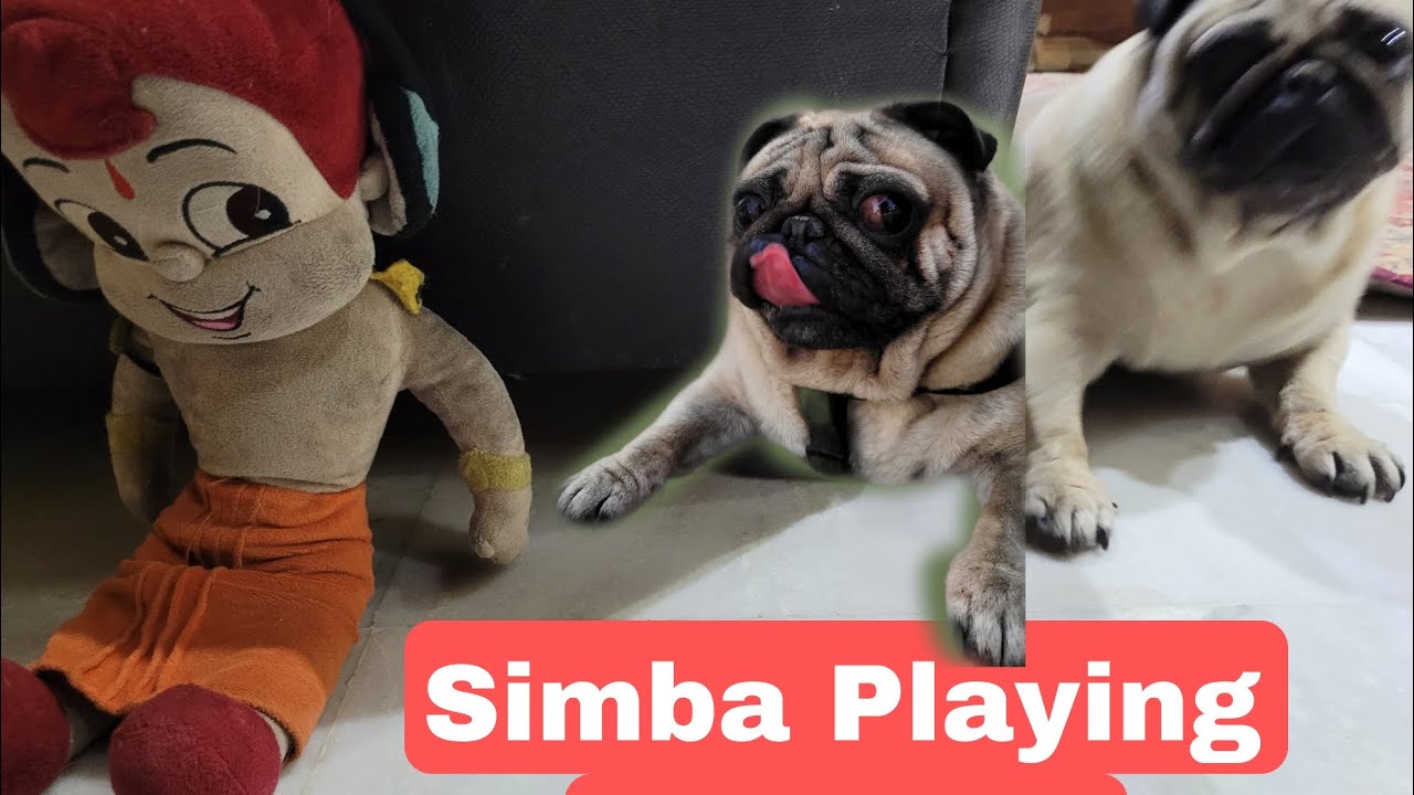 simba playing mood on !🥵😂 #pugtasticsimba #funny #dog - YouTube
