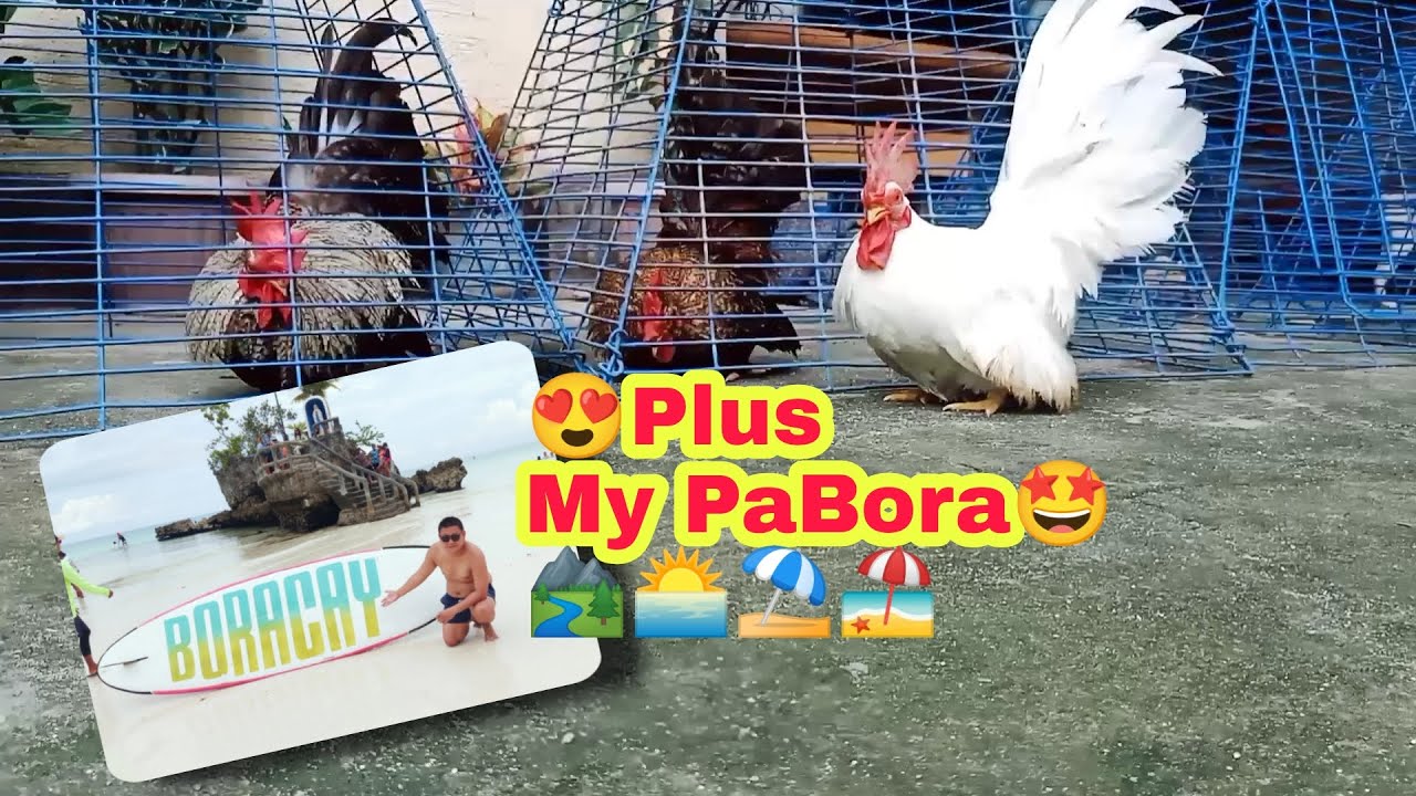 MY BEST WHITE CHABO JAPANESE BANTAM ROOSTER COMPLETE FEATHER NA 🥰 ...
